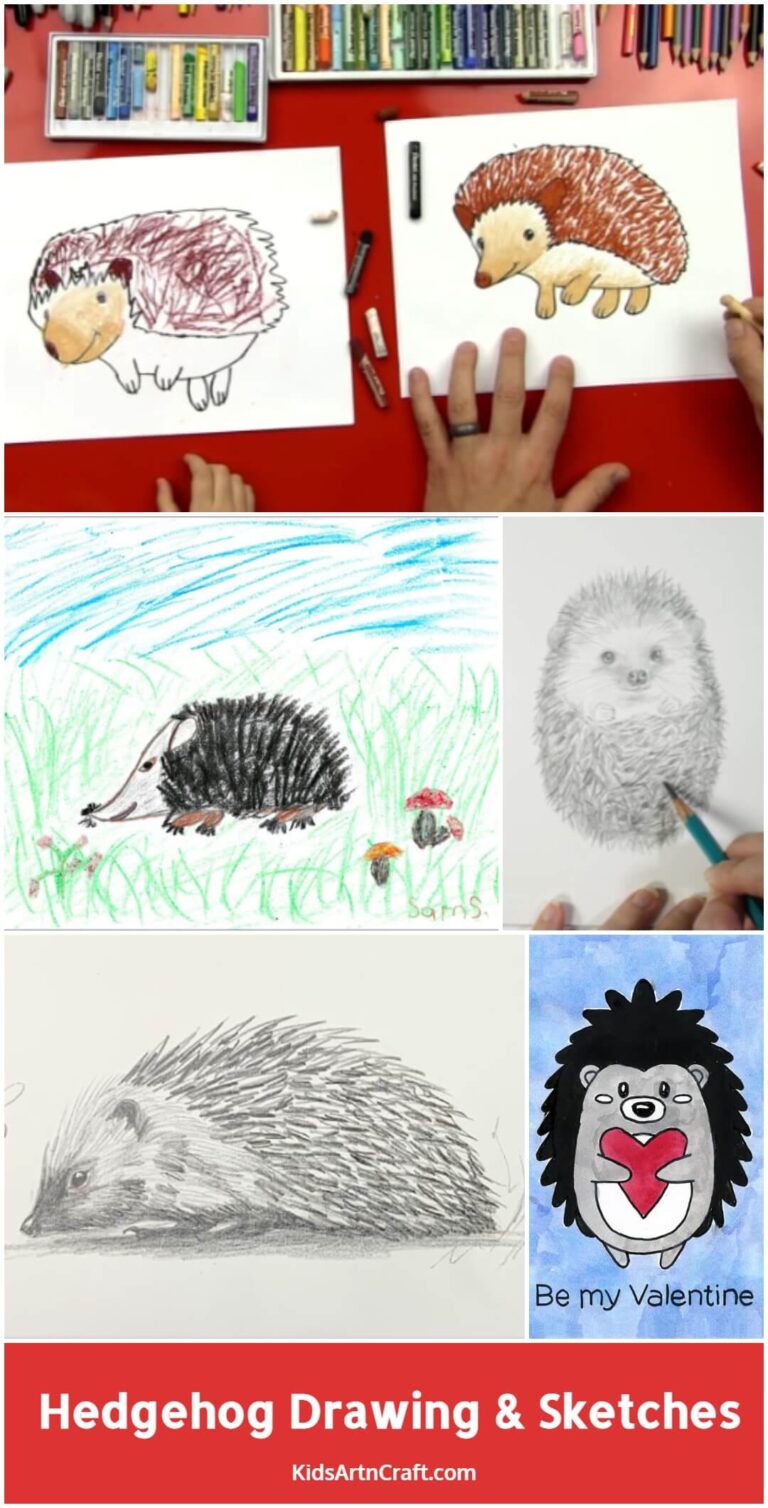 Hedgehog Drawing & Sketches for Kids - Kids Art & Craft