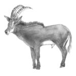 Antelope Drawing & Sketches For Kids - Kids Art & Craft