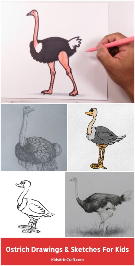 Ostrich Drawings & Sketches For Kids - Kids Art & Craft