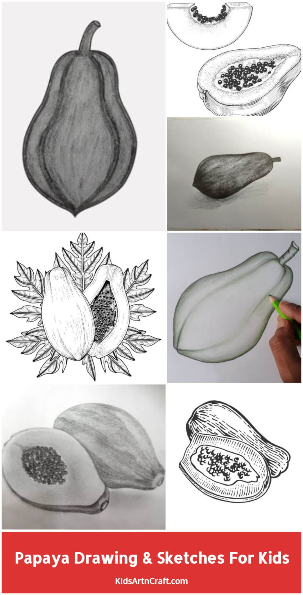 Papaya Drawing & Sketches for Kids - Kids Art & Craft