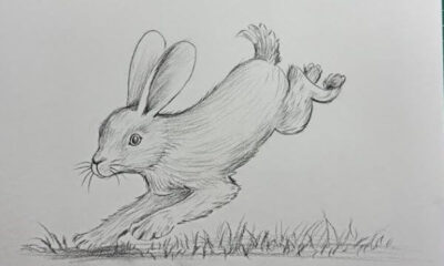 Rabbit Drawing & Sketches for Kids - Kids Art & Craft