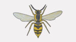 Wasp Drawing & Sketches For Kids - Kids Art & Craft