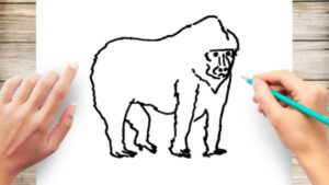 Baboon Drawing & Sketches For Kids - Kids Art & Craft