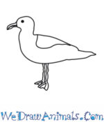 Gull Drawing & Sketches For Kids - Kids Art & Craft