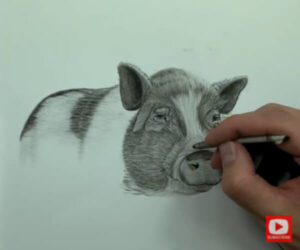 Pig Drawing & Sketches For Kids - Kids Art & Craft