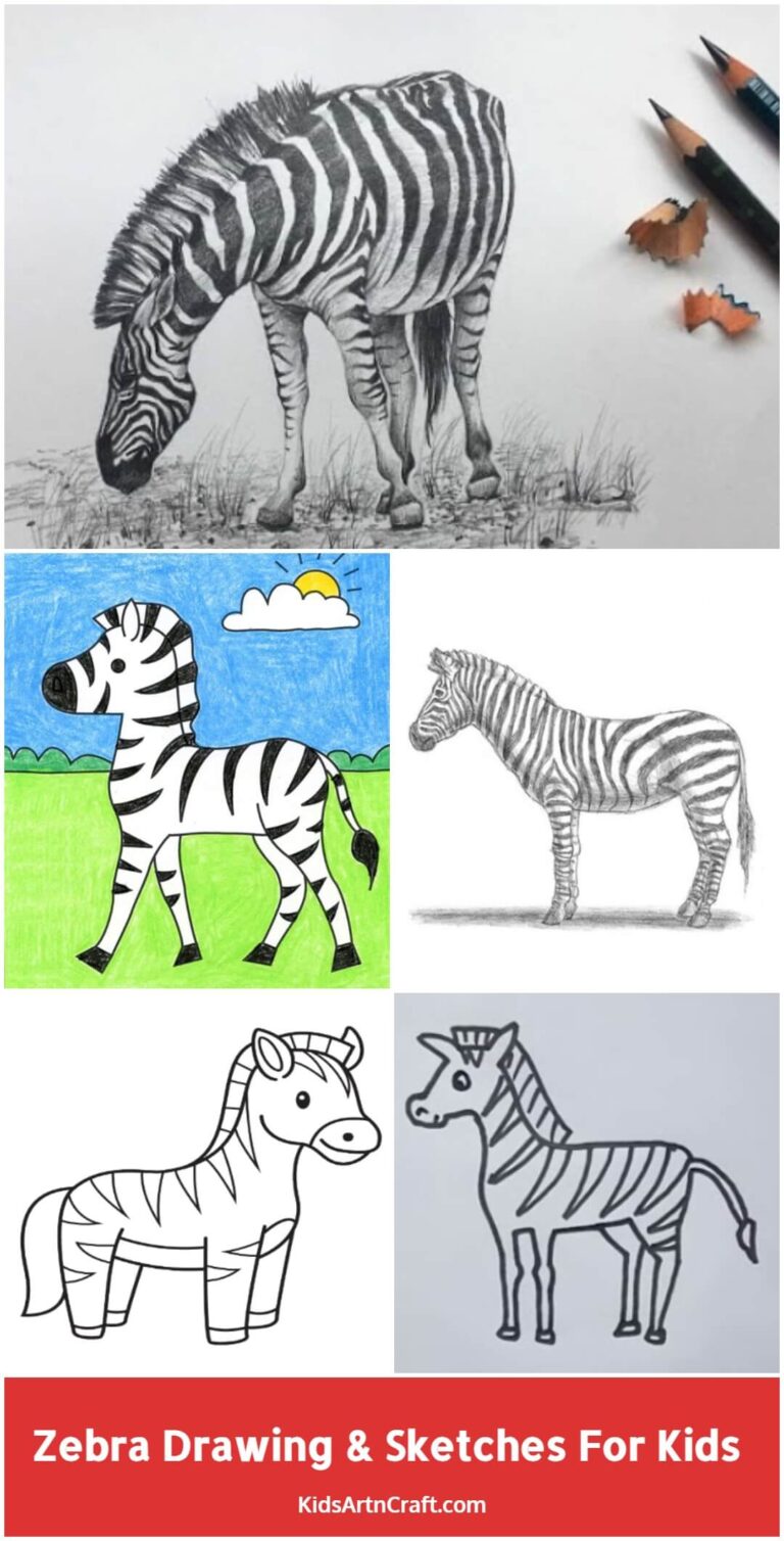 Zebra Drawing & Sketches For Kids - Kids Art & Craft