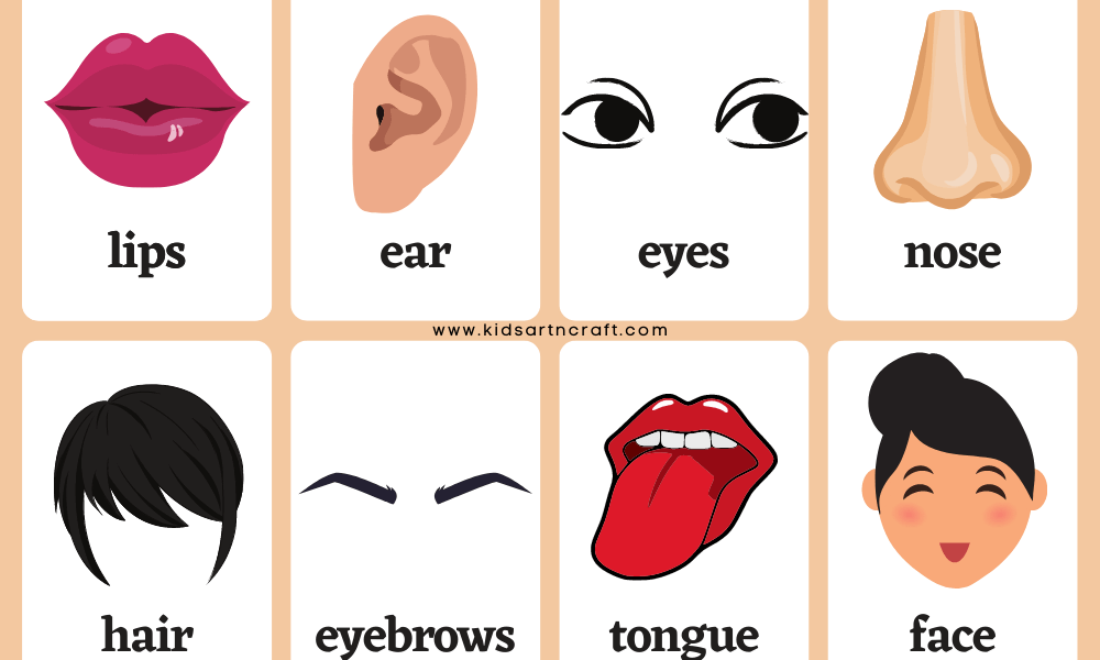 Head Flashcards For Kids- Free Printable Worksheet - Kids Art & Craft