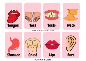 Human Body Flashcards for Kids - Free Printable - Kids Art & Craft