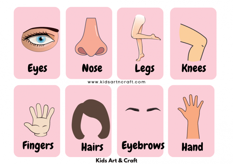 Human Body Flashcards for Kids - Free Printable - Kids Art & Craft