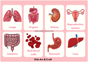 Human Body Organs Free Flashcards for Kids of All Age Groups - Kids Art ...