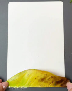 DIY Beautiful Birds Easy Leaf Craft for Kids - Kids Art & Craft